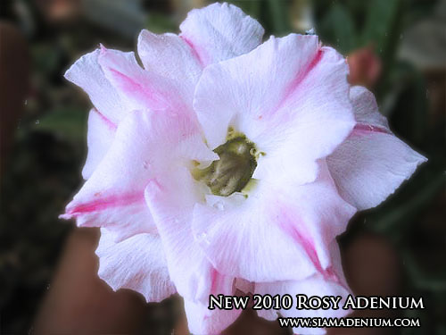 Aromatic Adenium