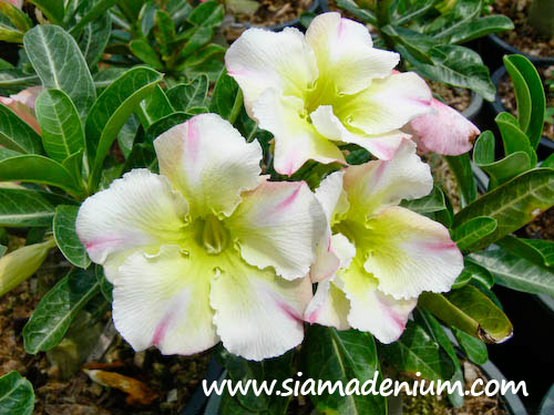 Yellow Adenium