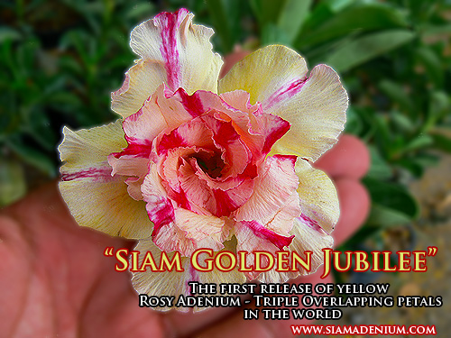 Yellow Adenium