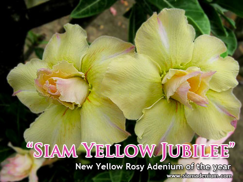 Yellow Adenium
