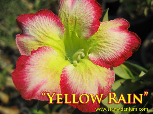 Yellow Adenium