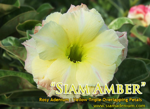 Yellow Adenium