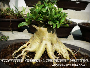 How to maintain adenium branches?