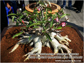How to maintain adenium branches?