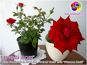 "Dwarf Rose" - The most tiny rose in the world.