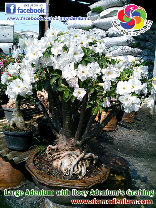 The Best Adenium in the World