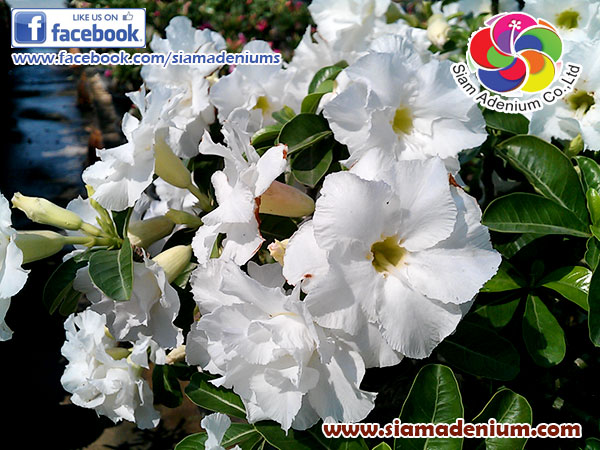 The Best Adenium in the World