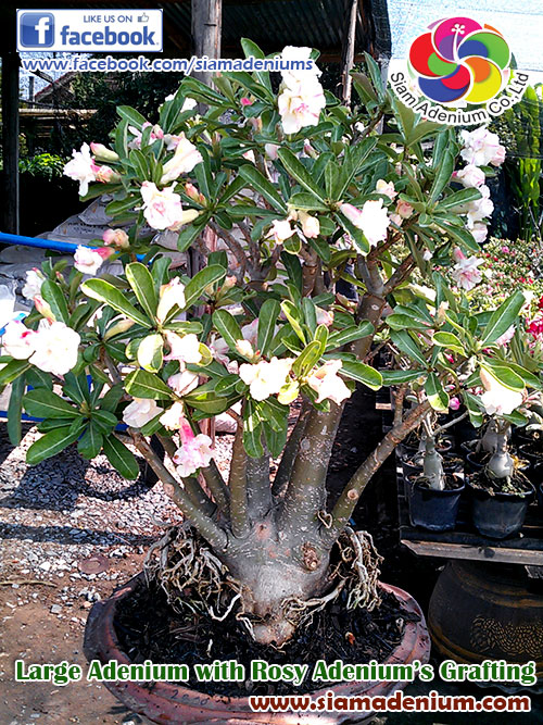The Best Adenium in the World