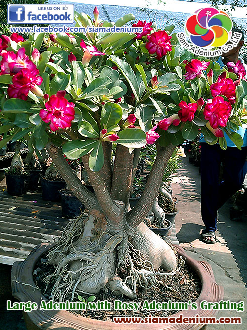 The Best Adenium in the World
