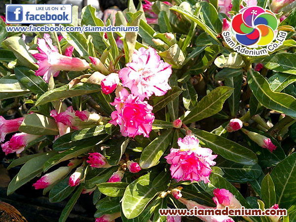 The Best Adenium in the World